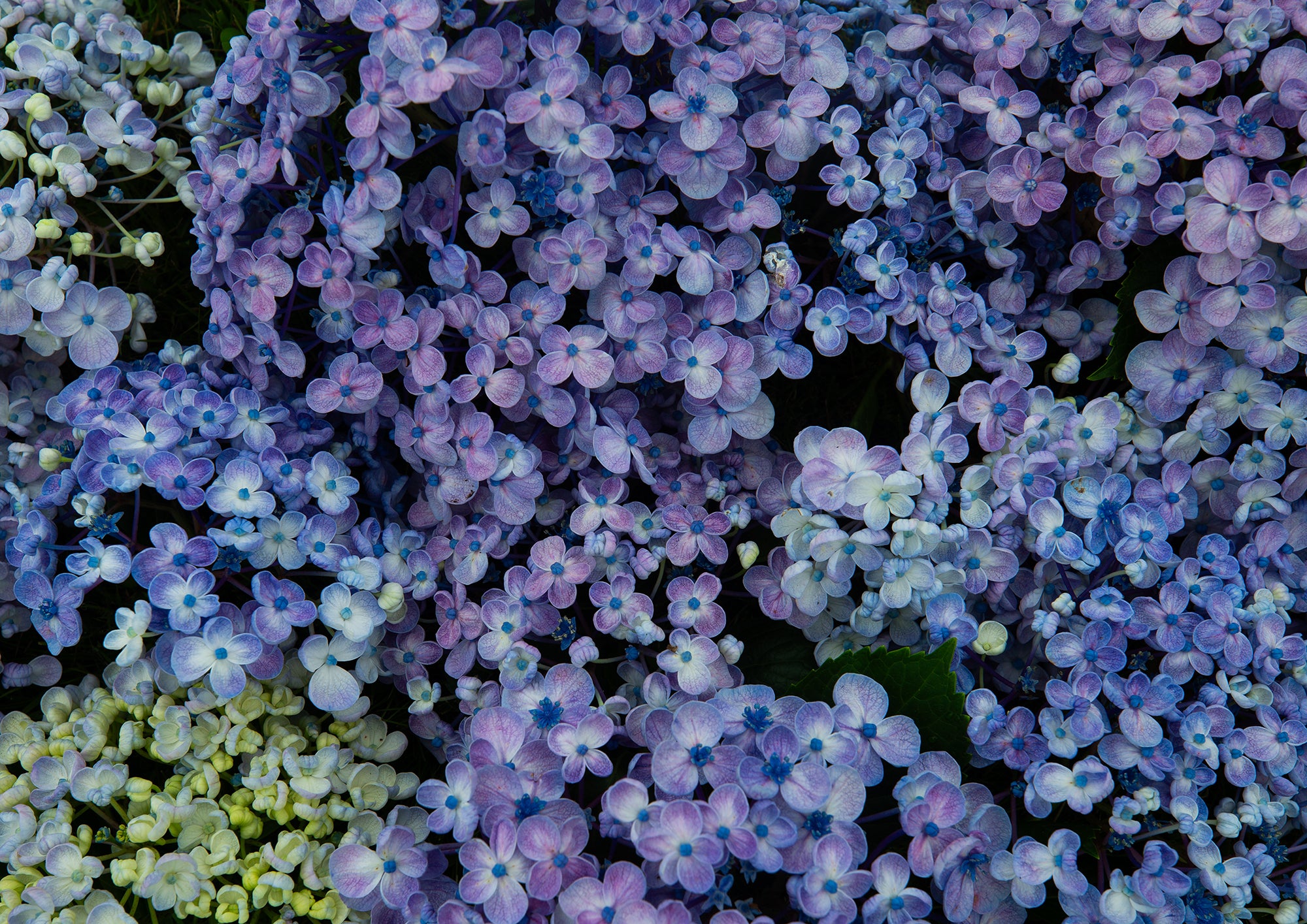 Chantilly Lace in Landscape – By the horns