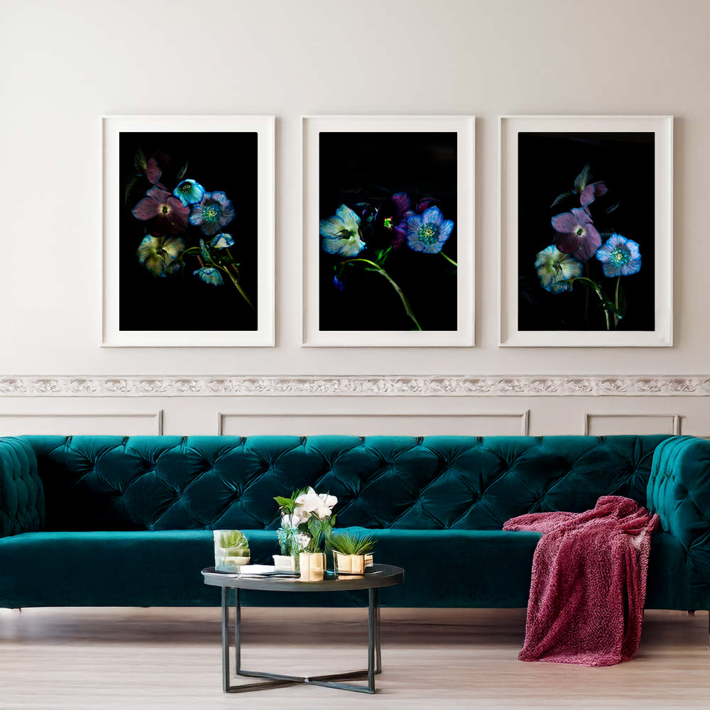 Set of 3 - Hellebores – By the horns