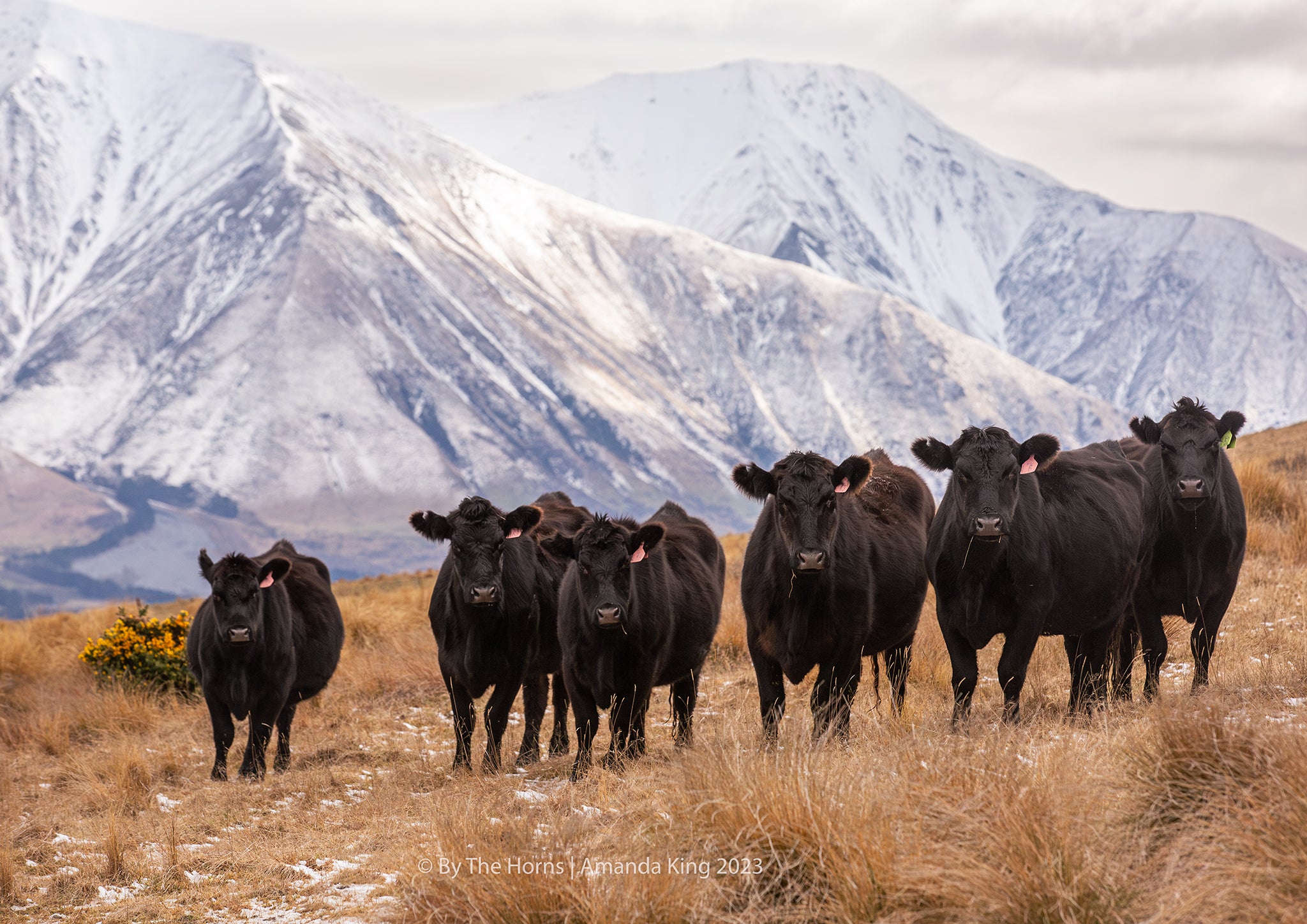 Round Top Cows – By the horns