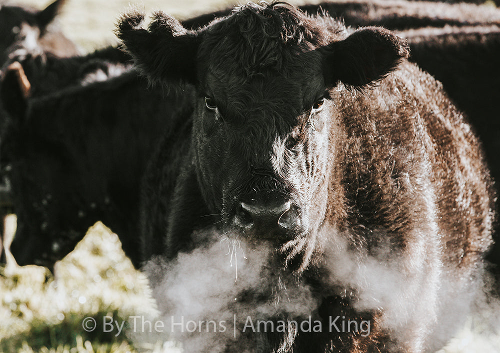 Steamy Angus Cow – By the horns