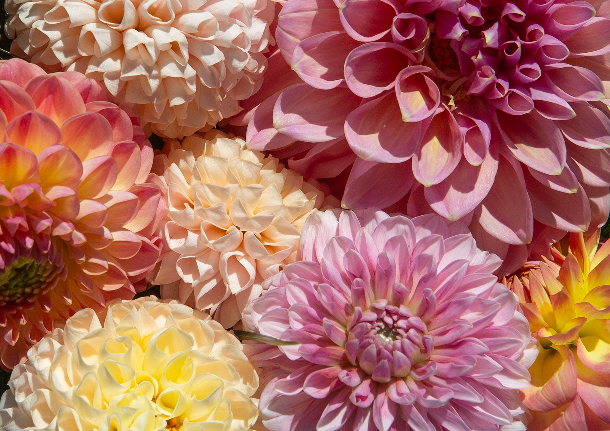 Sunset Dahlia Symphony – By the horns