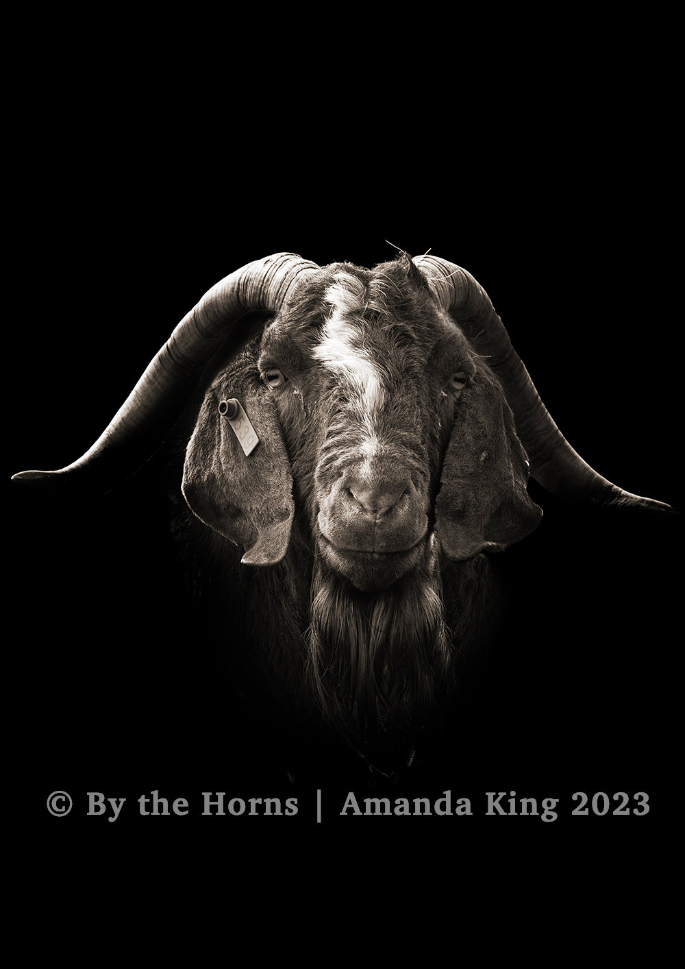 Vincent van Goat – By the horns