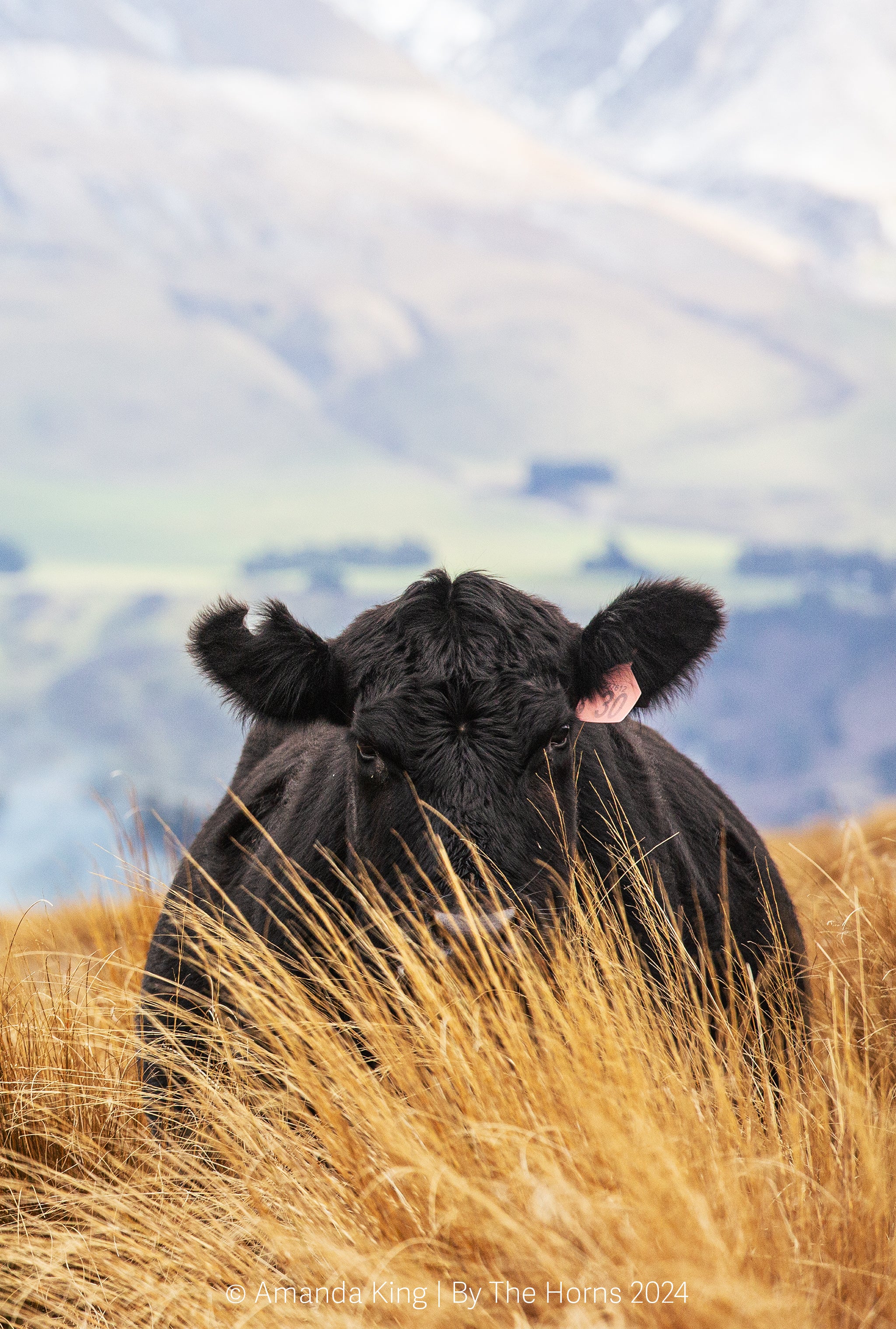 Cow Behind Tussocks – By the horns