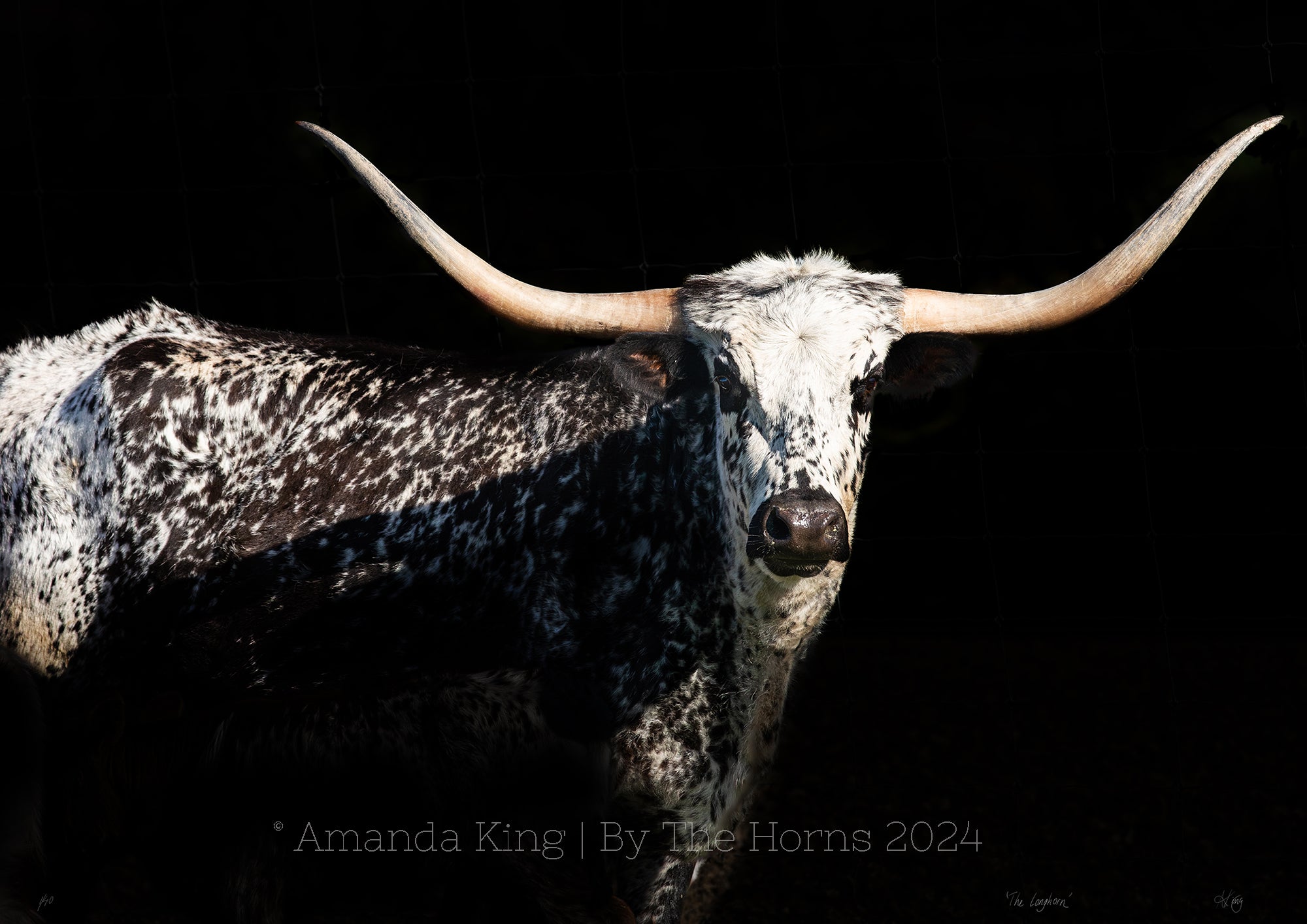 The Longhorn – By the horns
