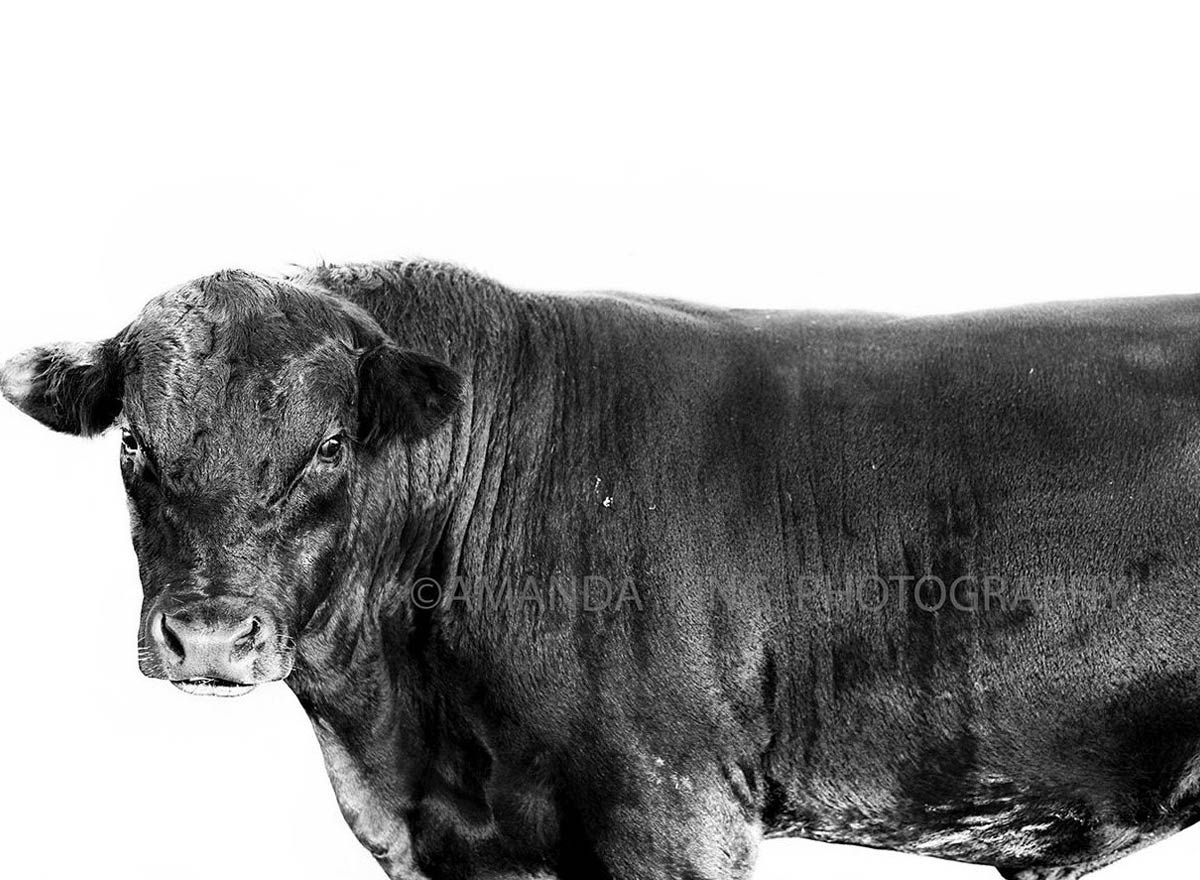 Bruce the Bull B&W – By the horns