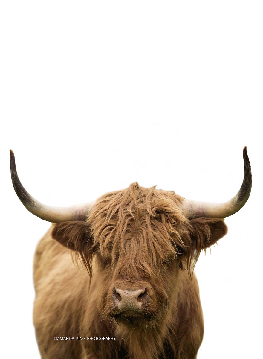 Morag – By the horns