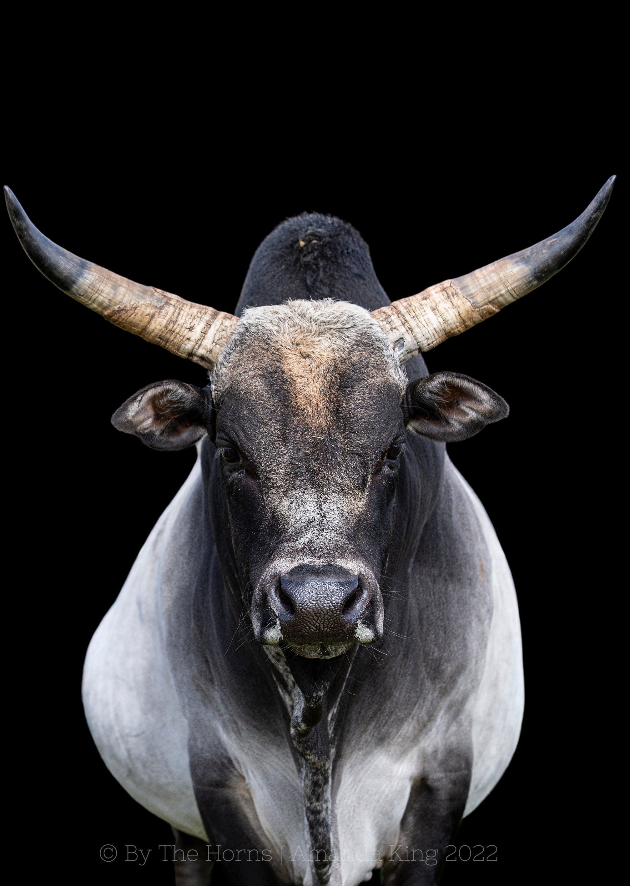 Nero The Zebu – By the horns