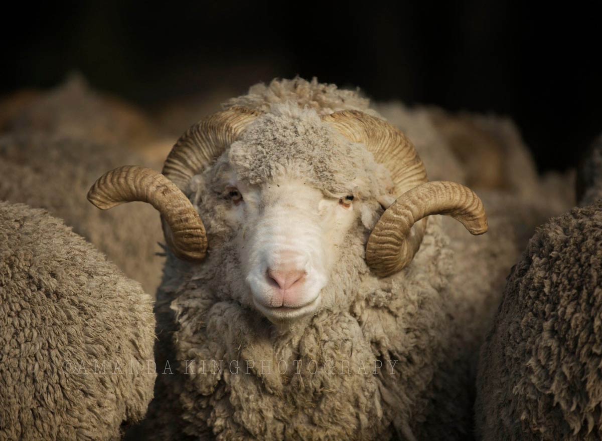 Smiley Sam – By the horns