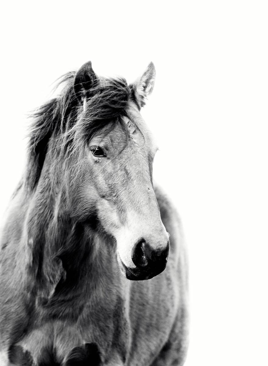 Willow B&W – By the horns