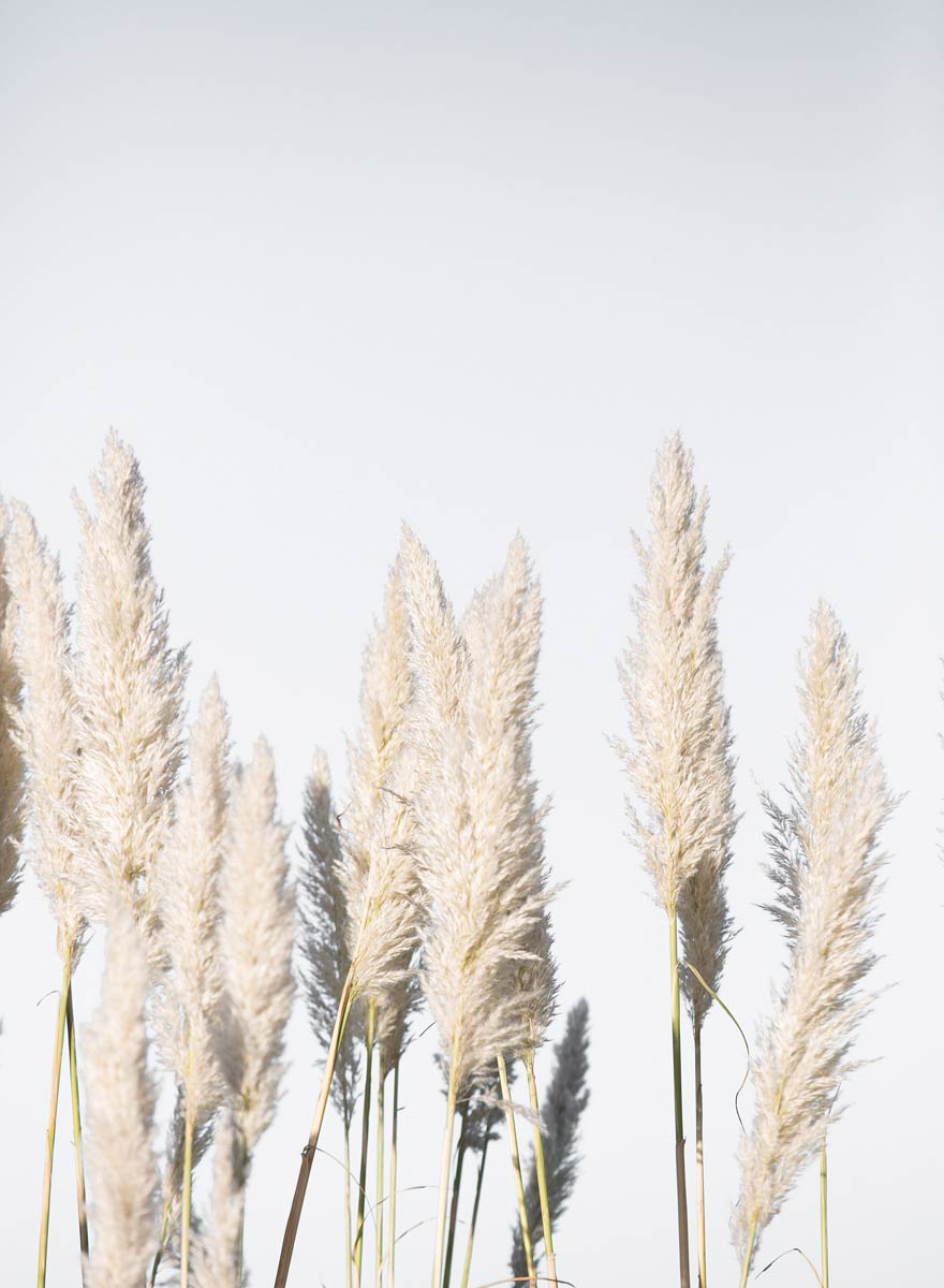 Toe Toe Grass – By the horns